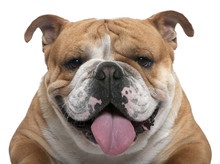 English Bulldog Close-up Portrait Free Stock Photo - Public Domain Pictures