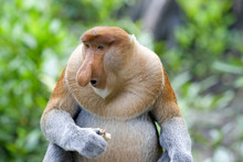 Shy Monkey Free Stock Photo - Public Domain Pictures