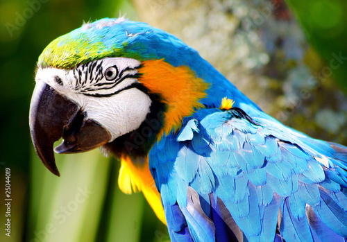 ara arauna - Acheter cette photo libre de droit et découvrir des images ...