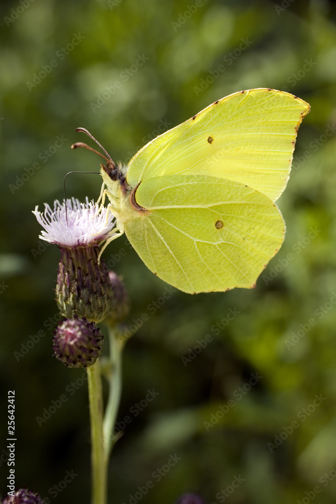 Piękny motyl listkowiec cytrynek na kwiatku Stock Photo | Adobe Stock