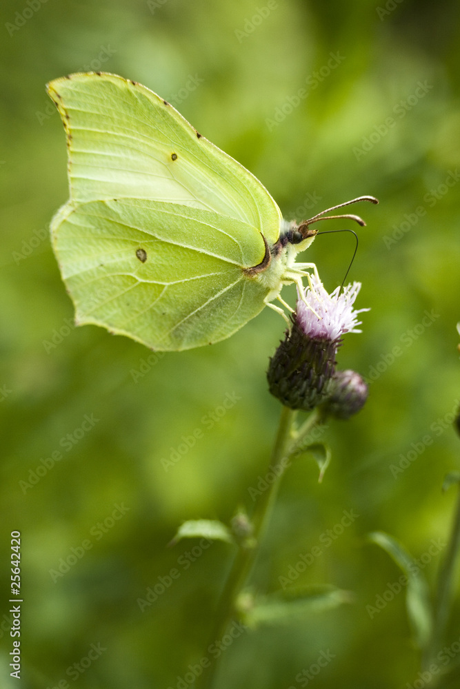 Piękny motyl listkowiec cytrynek na kwiatku Stock Photo | Adobe Stock