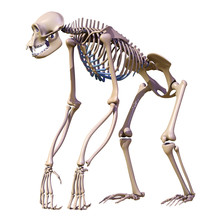 Chimpanzee Skeleton Free Stock Photo - Public Domain Pictures