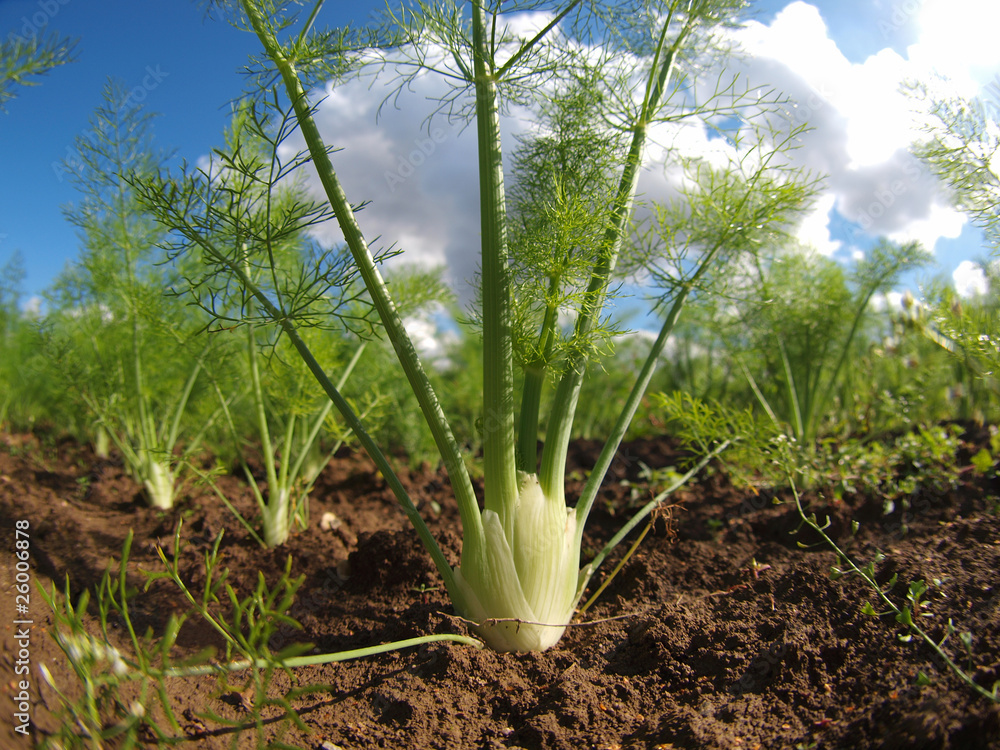 Stock-Foto „Fenchel im Beet“ | Adobe Stock