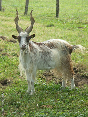 Photo Stock la chèvre du Rove à cornes torsadées | Adobe Stock