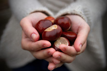 Conker And Acorn Boys Free Stock Photo - Public Domain Pictures