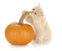 Cat Playing In Pumpkins Free Stock Photo - Public Domain Pictures