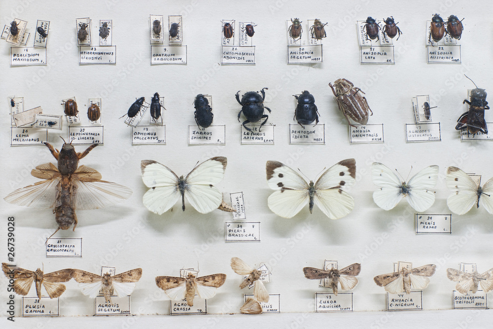 Collection of pinned bugs and butterflies with names in Latin Stock ...