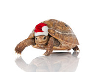 Christmas Turtle Free Stock Photo - Public Domain Pictures