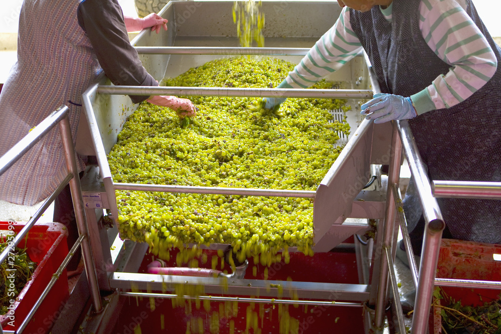 Tri du raisin après vendanges, Château Le Gay Stock Photo | Adobe Stock