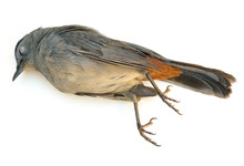 Dead Bird Free Stock Photo - Public Domain Pictures