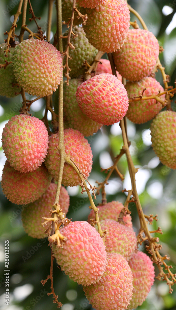 Stock-Foto „litchi, letchi, litchi sinensis, grappe de fruits tropicaux ...