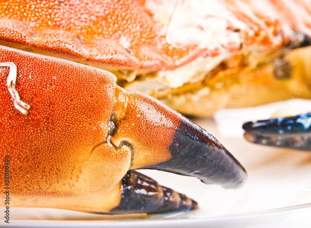 Cancer pagurus edible crab Stock Photo | Adobe Stock