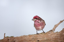 Purple House Finch Flying In Free Stock Photo - Public Domain Pictures