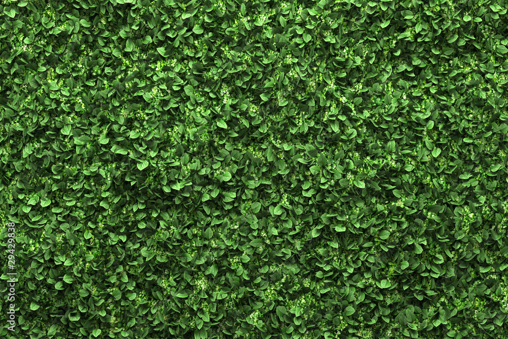 green box hedge background with green leaves Stock Photo | Adobe Stock
