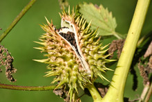 Dry Jimson Weed Seed Capsule Free Stock Photo - Public Domain Pictures