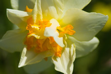 Double Daffodil Free Stock Photo - Public Domain Pictures