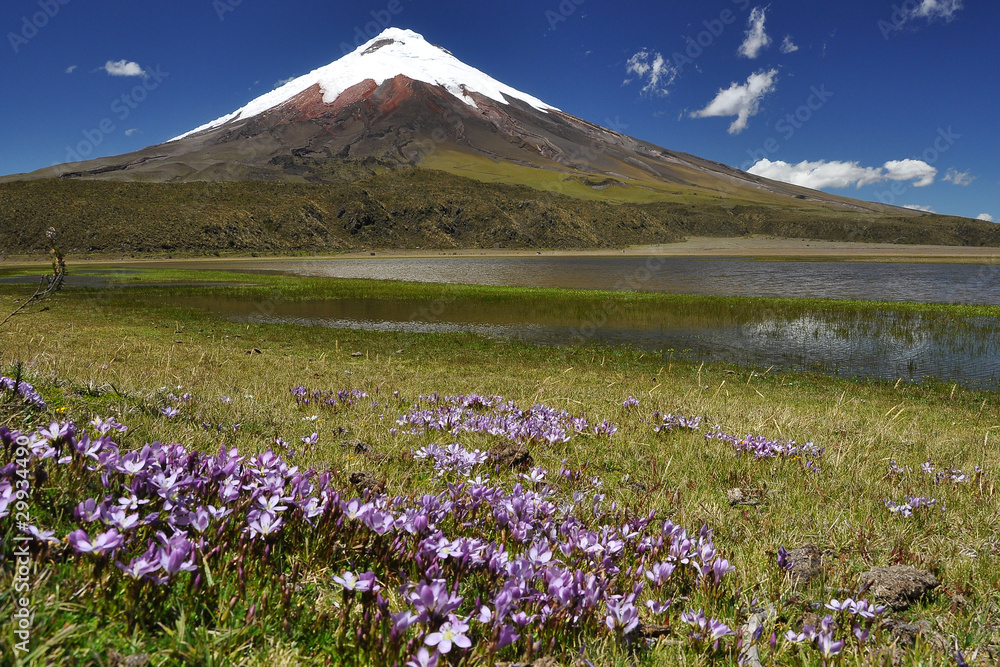 Vulcano Cotopaxi , Ecuador Stock Photo | Adobe Stock