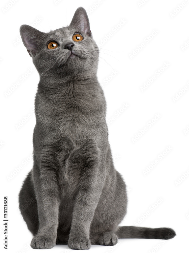 Chartreux kitten, 5 months old, in front of white background Stock ...