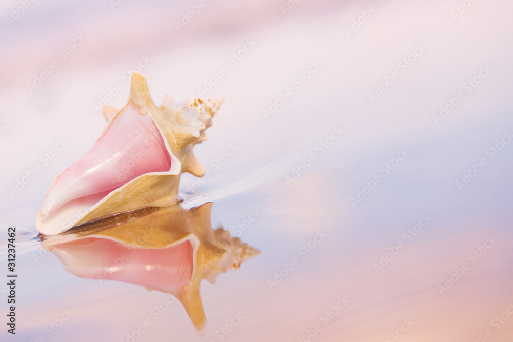 Concha Rosada Stock Photo | Adobe Stock