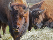 Buffalo Grazing In Meadow Free Stock Photo - Public Domain Pictures