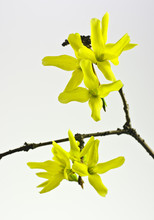 Forsythia In Bloom Free Stock Photo - Public Domain Pictures