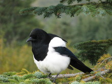 Black Billed Magpie Free Stock Photo - Public Domain Pictures