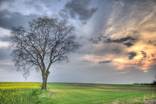 Fading Sun Over The Treetops Free Stock Photo - Public Domain Pictures
