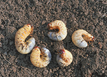 Grub Worms Free Stock Photo - Public Domain Pictures