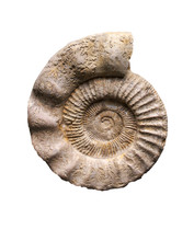 Ammonite Shell Snail Free Stock Photo - Public Domain Pictures