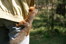 Bandit Squirrel Free Stock Photo - Public Domain Pictures