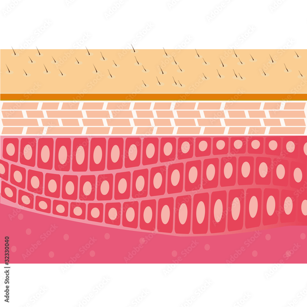 skin cross-section anatomy medical vector illustration Stock Vector ...