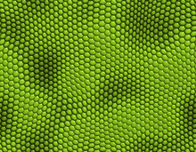 Lizard Skin Free Stock Photo - Public Domain Pictures