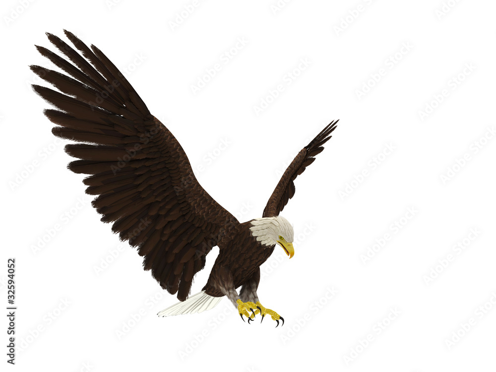 american bald eagle hunting different angle Stock Illustration | Adobe ...