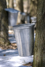 Maple Sugar Bucket Free Stock Photo - Public Domain Pictures
