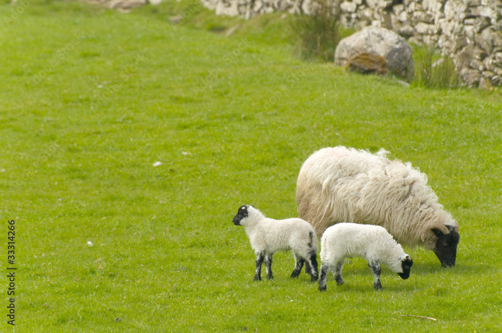 Irish sheep Stock Photo | Adobe Stock