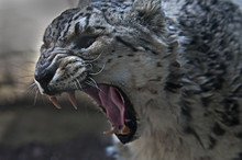 Snow Leopard Yawning Free Stock Photo - Public Domain Pictures