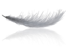 Fluffy Grey Feather Free Stock Photo - Public Domain Pictures