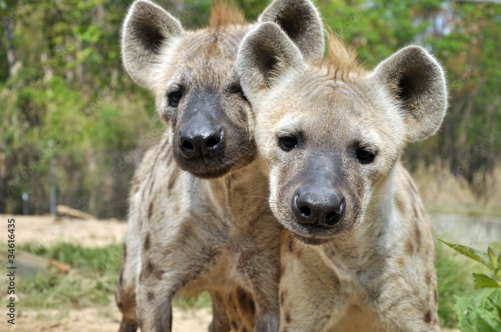 spotted hyena Stock Photo | Adobe Stock