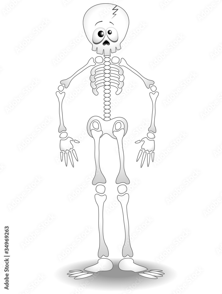 Vector de Stock Scheletro Umano Cartoon-Human Skeleton Anatomy-Vector ...