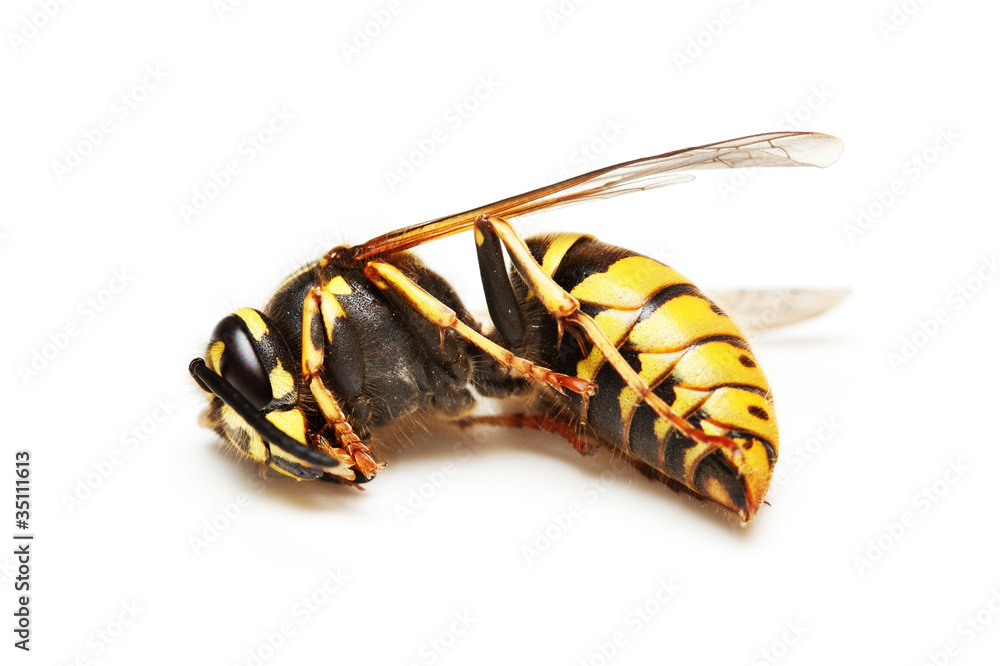 Dead wasp Stock Photo | Adobe Stock