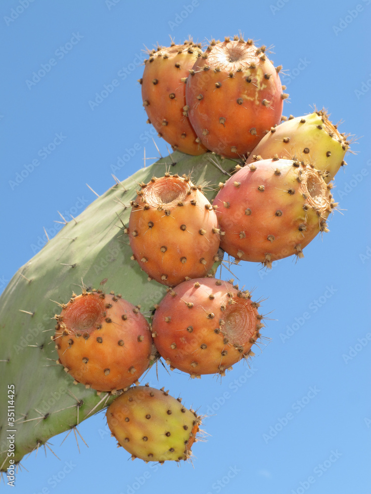 Foto de Stock Cactus - fruto | Adobe Stock