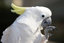 White Cockatoo Feet Closeup Free Stock Photo - Public Domain Pictures