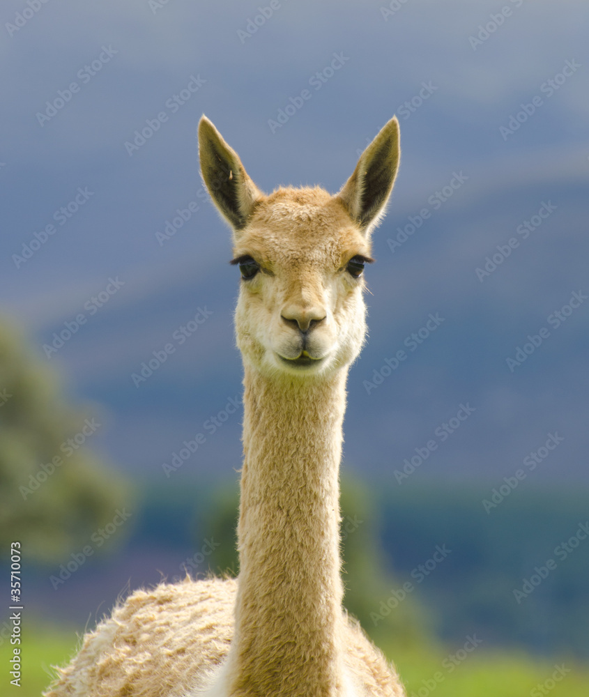 llama standing in field looking forward Stock Photo | Adobe Stock