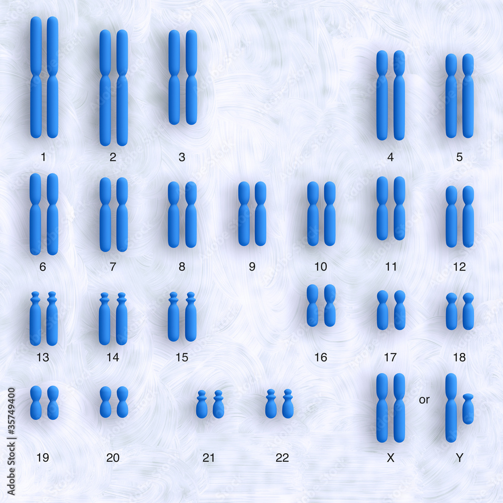human karyotype Stock Illustration | Adobe Stock
