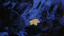 Gold Autumn Leaf Floating In Stream Free Stock Photo - Public Domain ...