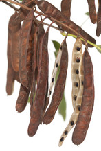 Scented-pod Acacia Seed Pods Free Stock Photo - Public Domain Pictures