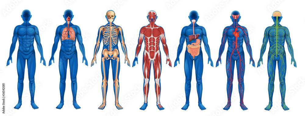 Human Body Systems Stock Vector | Adobe Stock