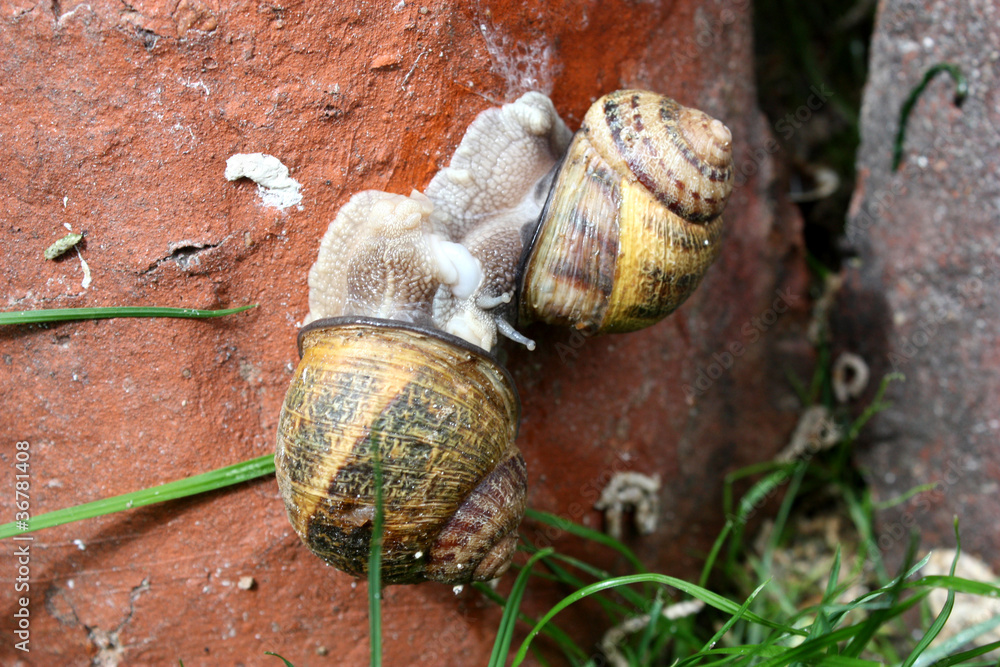 Photo Stock Escargot accouplement | Adobe Stock