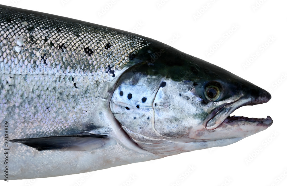 Wild salmon portrait isolated on white background Stock Photo | Adobe Stock