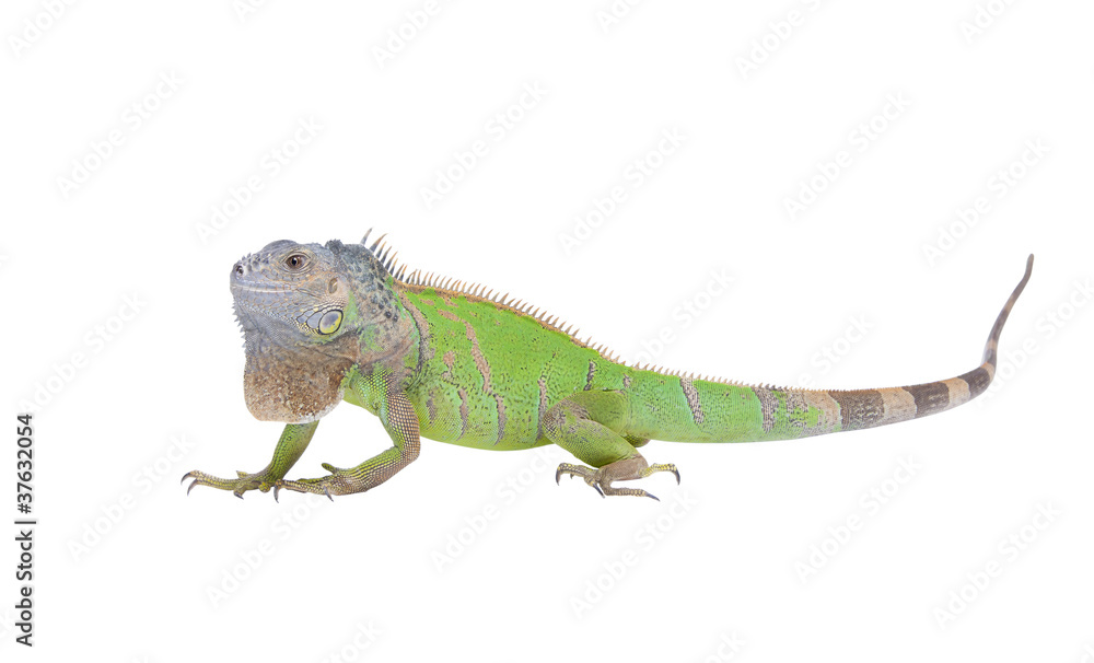 Iguana iguana isolated on white background Stock Photo | Adobe Stock
